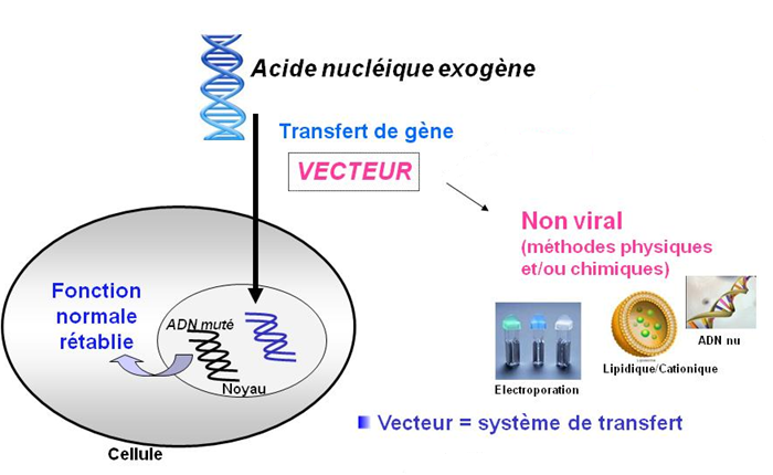 Thérapie génique